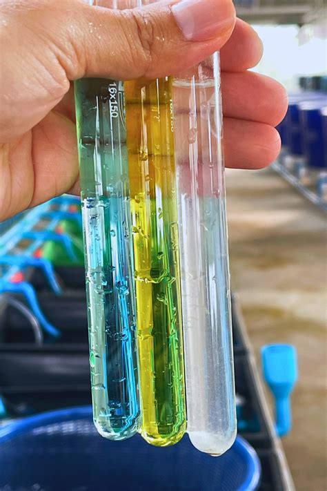 เลิฟเบตต้าฟิช แนะนำ ถ้าจำเป็นต้องใช้ นอกจากสมุนไพรแล้ว “เมธิลีนบลู ยาเหลือง และ อะม็อก