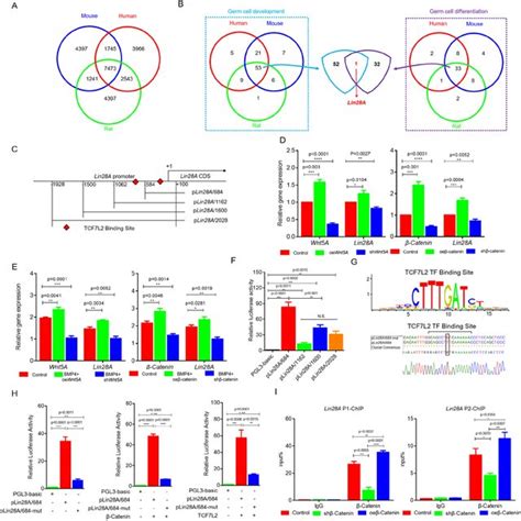 Bmp4 Initiates Wnt Signaling To Ensure Normal Pgc Development A
