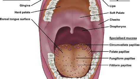 Lingual Papillae