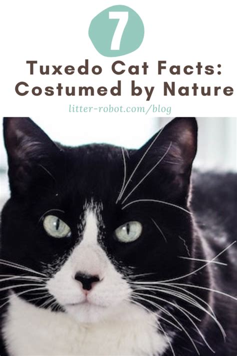 Tuxedo Cats Facts Personailty And Breed Guide