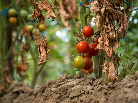How To Save Wilted Tomato Plants Happysprout