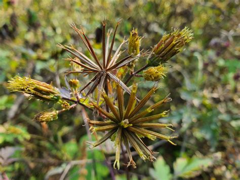 강병로의 산야초 톡Ⅱ 30 도깨비바늘 옛 어른들의 ‘천리안이 되어주던 풀
