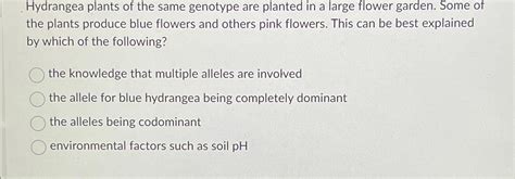 Solved Hydrangea Plants Of The Same Genotype Are Planted In
