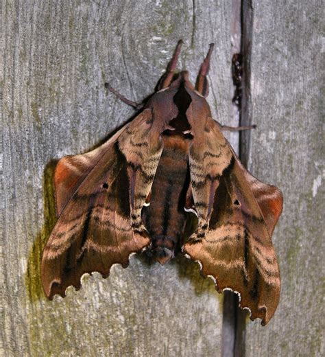 Blinded Sphinx Moth Identification Life Cycle Facts And Pictures