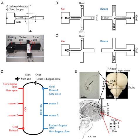 Behavioral Task And Experimental Procedures A Diagram Of Download Scientific Diagram