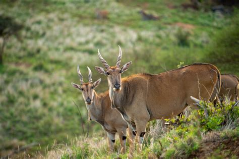 Lewa Wildlife Conservancy