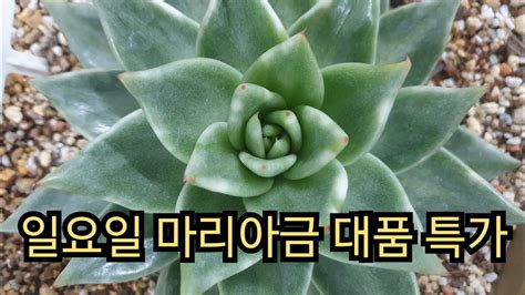 12월 11일 주말특가 마리아금 대품 완전 저렴하게 드려요 빨리 찜하세요 다육이 다육이금 다육 다육식물 다육이키우기 금다육이 금다육 Youtube