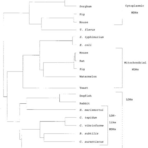 Dendrogram Constructed By Using The Program Pileup The Sequences Are