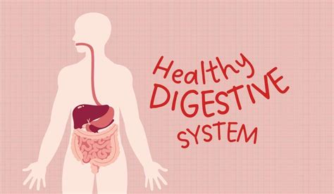 Tips For Healthy Digestive System Aerns