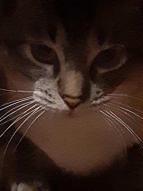 Here Is Some Close Up Pics Of My Cats R Cats