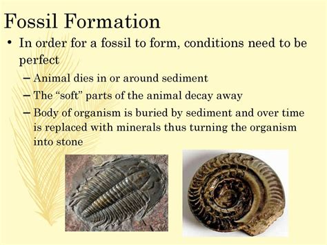 Fossil Notes Ppt Download