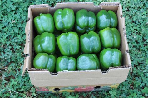 Seminis Showcases Four Vegetable Varieties - Growing Produce