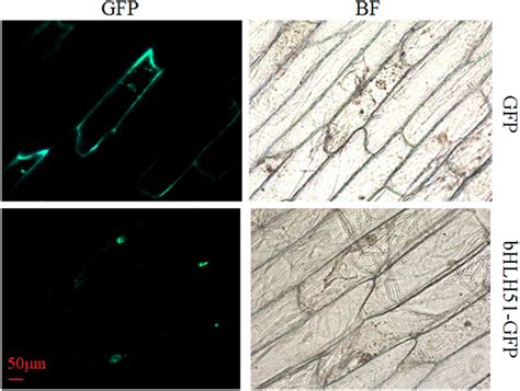 Subcellular Localization Of The Control Vector And Mdbhlh51 Gfp Fusion