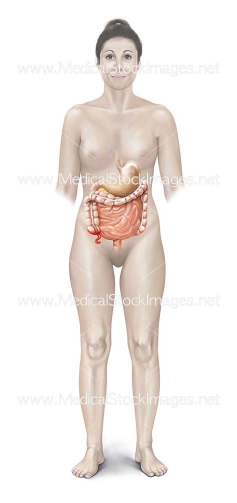 Female With An Inflamed Appendix Medical Stock Images Company