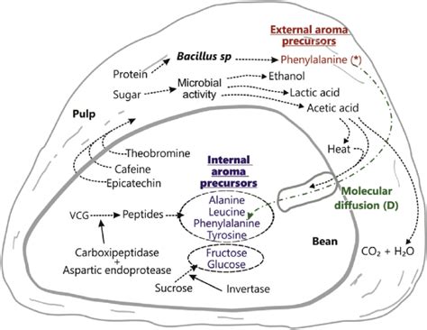 Aroma Precursors Produced During Cocoa Bean Fermentation By Microbial Download Scientific