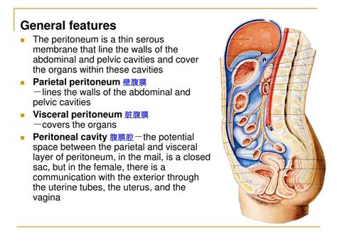 What Is The Double Sheet Of Peritoneal Membrane At Lori Sullivan Blog