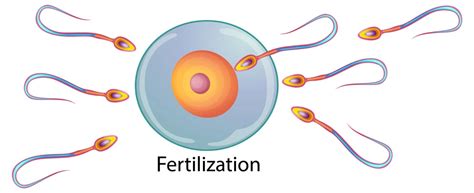 Blastocyst Transfer For Higher Ivf Success Dr Kamaraj Hospital