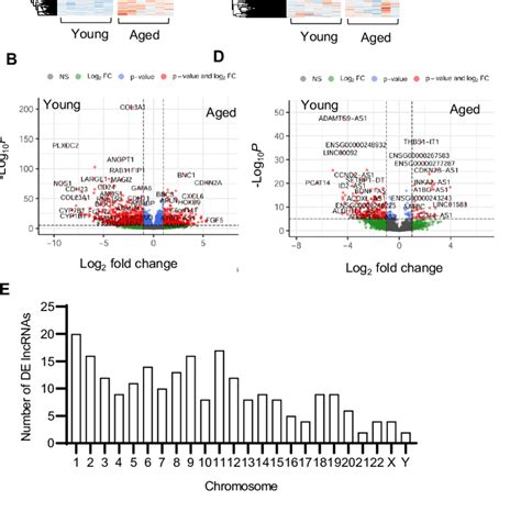 Effect Of Aging On Endothelial Cell Transcriptome Bulk Rna Sequencing Download Scientific