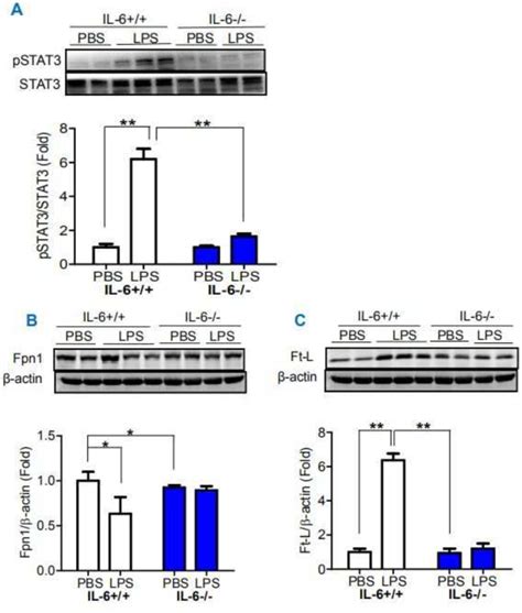 Il 6 Deficiency Abolished The Lps Induced Decrease Of Fpn1 And Increase