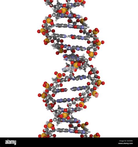 DNA Deoxyribonucleic Acid Stock Photo Alamy