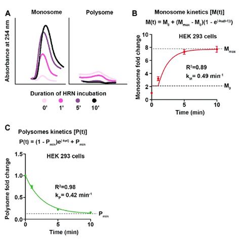 Translation Kinetics Of Hek293t Cells A Overlay Of Polysome Profiles Download Scientific