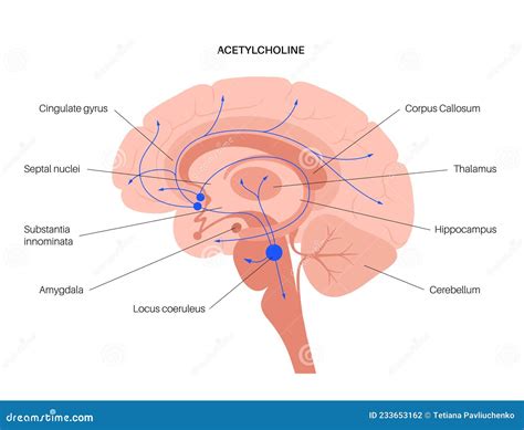 Acetylcholine Cholinergic Pathway Stock Vector Illustration Of Callosum Basal 233653162