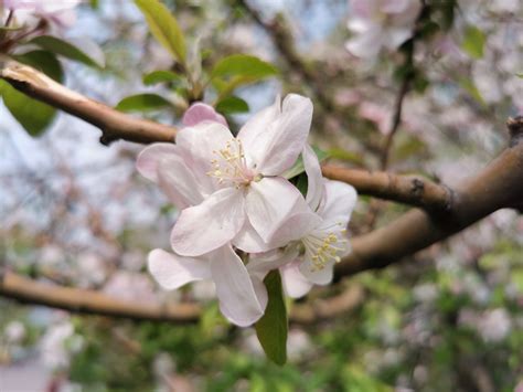 Huawei P Pro Camer Ce Joac Mai Bine N Nocturn I Vede Obraznic De Departe