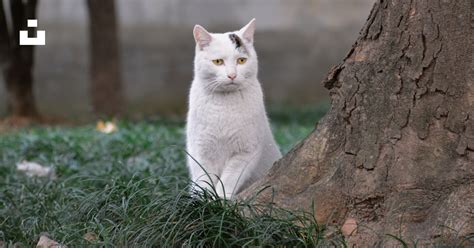 풀밭의 나무 아래에 앉아있는 흰 고양이 사진 Unsplash의 무료 나무 이미지