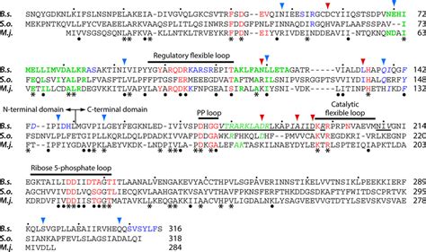 Alignment Of Amino Acid Sequences Of Prpp Synthases From B Subtilis