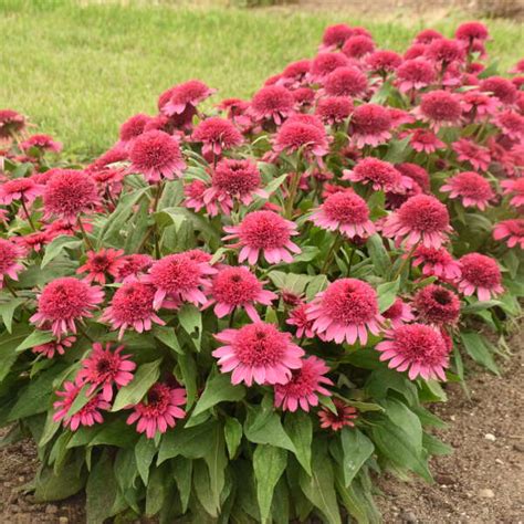 Echinacea Raspberry Beret Pp35404 Cpbraf Perennial Resource