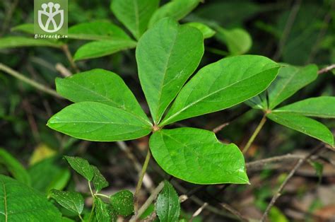 圆叶五叶植物 圆叶植物 椭圆叶植物 第3页 大山谷图库