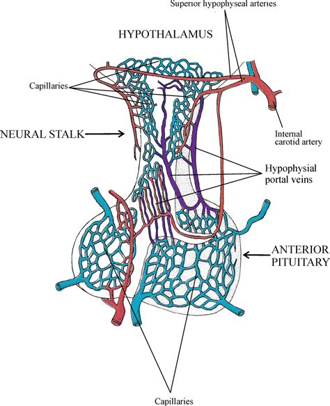 A Short Review Of Histology