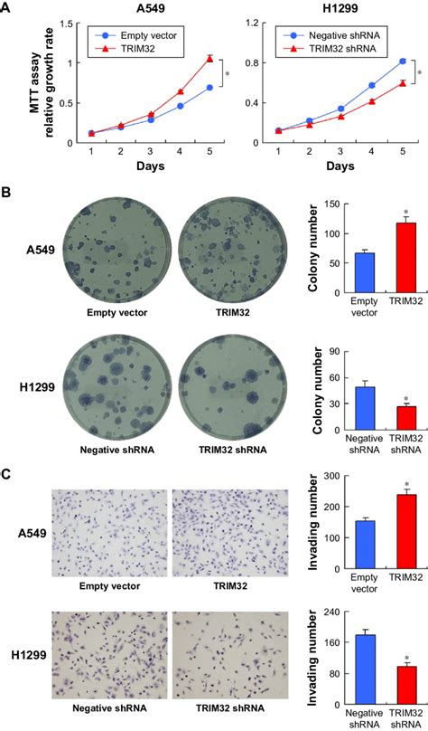 Trim32 Promotes Cell Proliferation And Invasion Notes A Mtt Assay