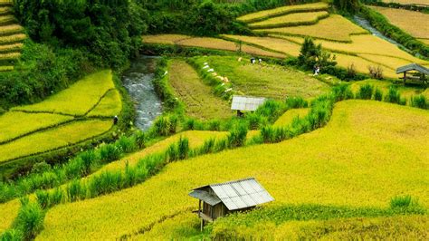 Sawah Desa Pedesaan Foto Gratis Di Pixabay Pixabay