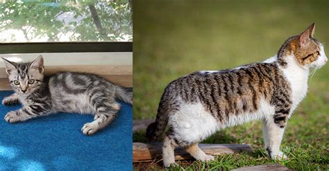 아메리칸 와이어 헤어 수세미처럼 곱슬곱슬한 털이 포인트 비마이펫 라이프