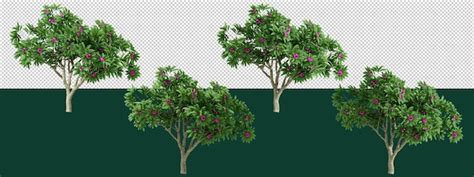 Premium PSD Trees In 4 Different Sunlight Periods For Editors