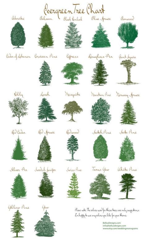Different Types Of Evergreen Trees