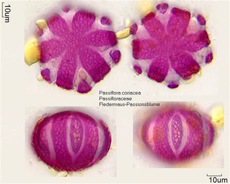 Dateipassiflora Coriacea 3 Pollen Wiki