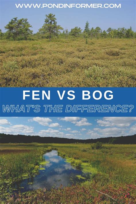 Discover The Unique Characteristics Of Fens And Bogs Difference