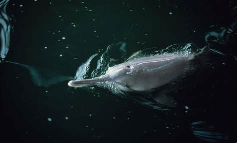 River Dolphins Whale And Dolphin Conservation Australia