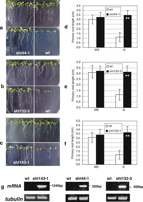 Arabidopsis Mutants With Improved Low Sulfur Tolerance And Longer Download Scientific Diagram