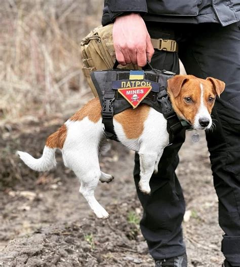 გმირ ცუგას რუსული ნაღმების აღმოჩენა დაავალეს ძაღლი რომელიც გამნაღმველებს ეხმარება მსოფლიომ