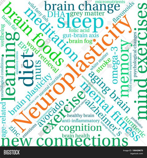 Neuroplasticity Word Vector And Photo Free Trial Bigstock