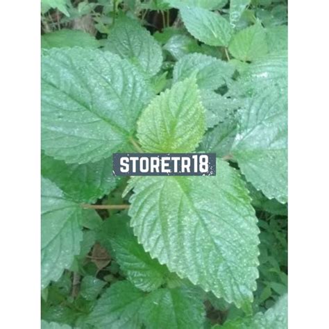 Jual Daun Jelatang Daun Gatal Atau Daun Pulus Segar 500 Gram Shopee