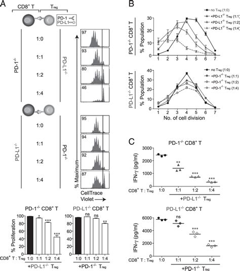 Figure 1 From Pd 1 Upregulated On Regulatory T Cells During Chronic Virus Infection Enhances The