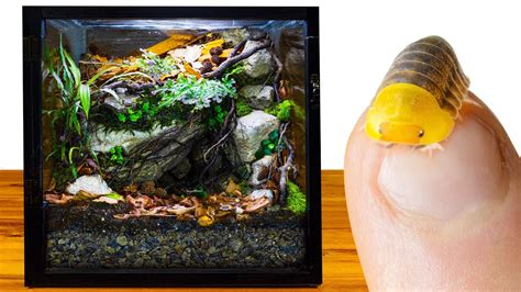 Diy Rubber Ducky Isopod Dripping Cave Vivarium Youtube