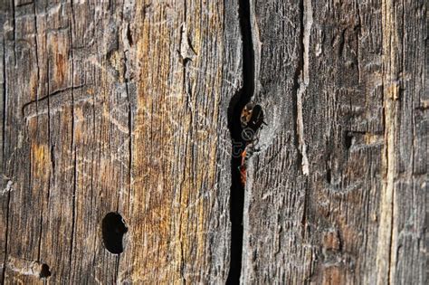 Ligei Spotted Bug On Tree Macro Photography Stock Image Image Of Back Bites 381850549