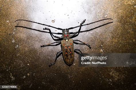 Mango Tree Borer Or Mango Trunk Borer Or Mango Stem Borer Is A News Photo Getty Images