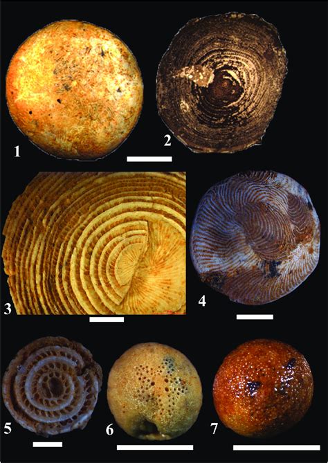 Microphotographs Of Index Larger Benthic Foraminifera And Planktonic Download Scientific