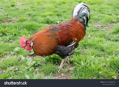 Cock Pick Bilder Arkivfotografier Og Vektorer Shutterstock